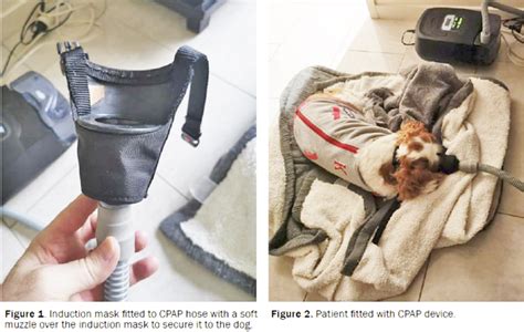 Sleep Apnea Mask For Dogs