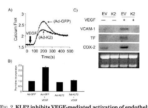 Figure 2 From Inhibition Of Vascular Permeability Factorvascular