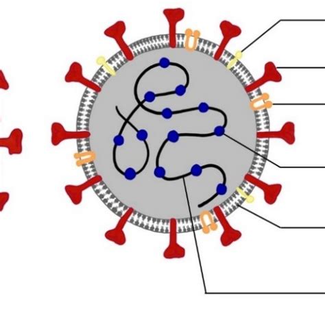 Schematic Drawing Of The Sars Cov 2 Structure Showing The Download
