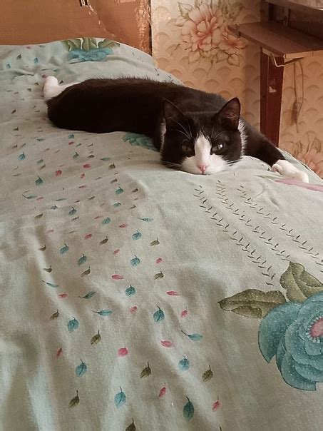 Админ выложи срочно пожалуйста ️ Потерялся кот Очень дорог для семьи и его ждёт его друг дома