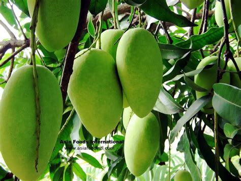 Pakistan Mangoes Exports Best Quality Mango Asia Foods International