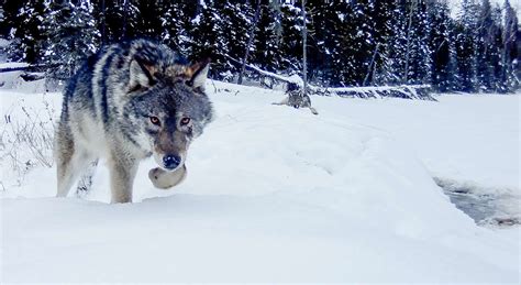 Wolf Predation On Beavers Can Alters Ecosystems The Wildlife Society