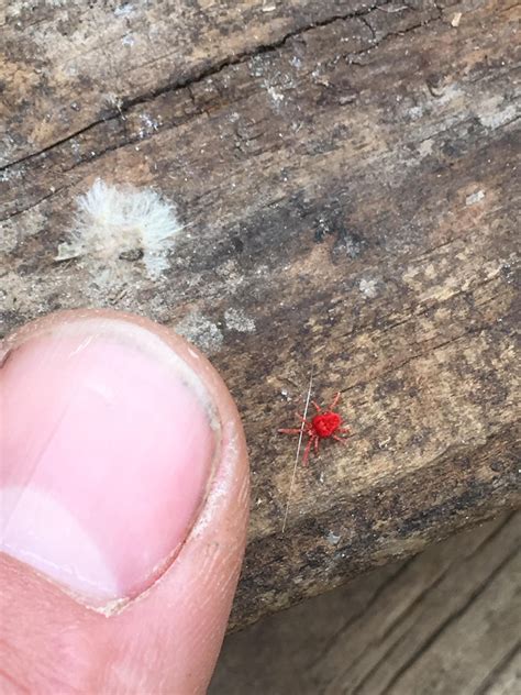 What Are Tiny Red Bugs That Look Like Spiders At Matilda Chomley Blog