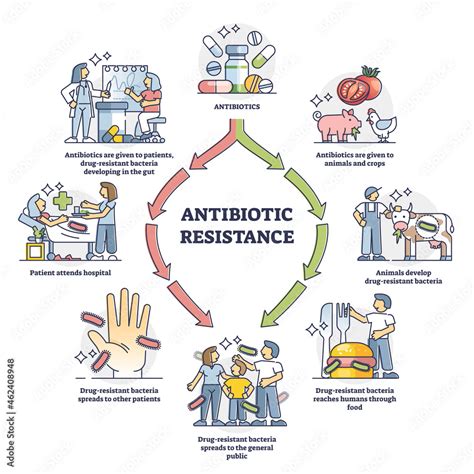 Antibiotic Resistance Process Cycle Illustrated Outline Diagram Drug