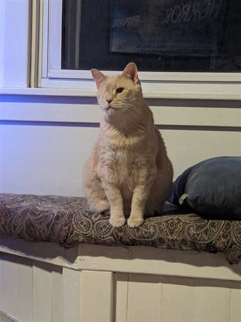 Miss Mandy Enjoying Her Seat R Piratekitties