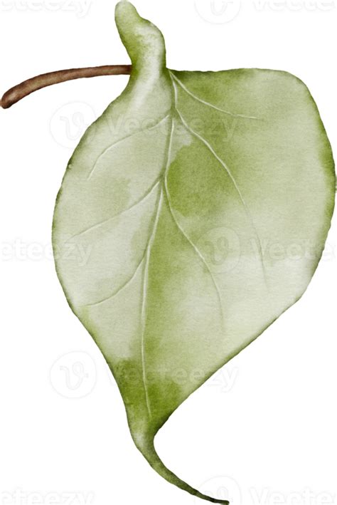 Lilac Leaf Element With Watercolor 30924870 Png