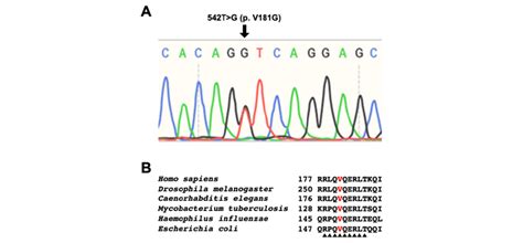 A Sanger Sequencing Chromatogram Which Shows A Novel Heterozygous