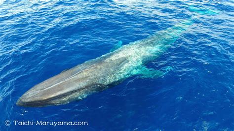 シロナガスクジラのドローン空撮🐳／drone Footage Of Blue Whale／「sky／♪」 Youtube