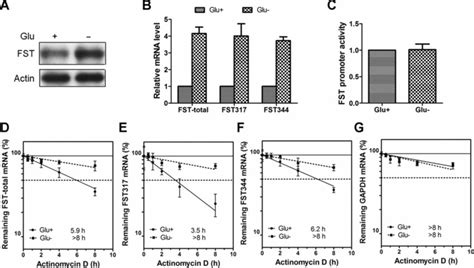 Glucose Deprivation Increases The Stability Of Fst Mrna A Hela Cells