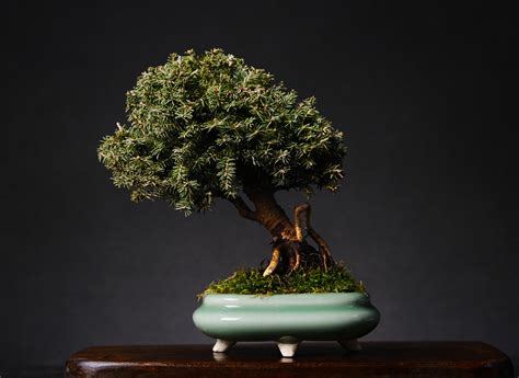 ბონსაი • Bonsai გასაყიდი ბონსაების ფოტოები და ფასები