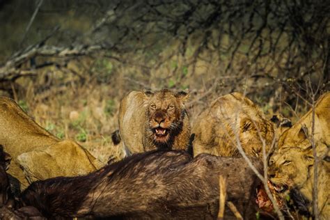 Free Images Grass Animal Daytime Wildlife Zoo Park Feline Two