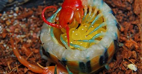 Centipede Mother Caring For Her Eggs Album On Imgur