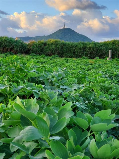 長命禄茶 与那国島 東迎薬草園