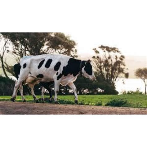 cow counting object detection dataset v12 cattle by thesis
