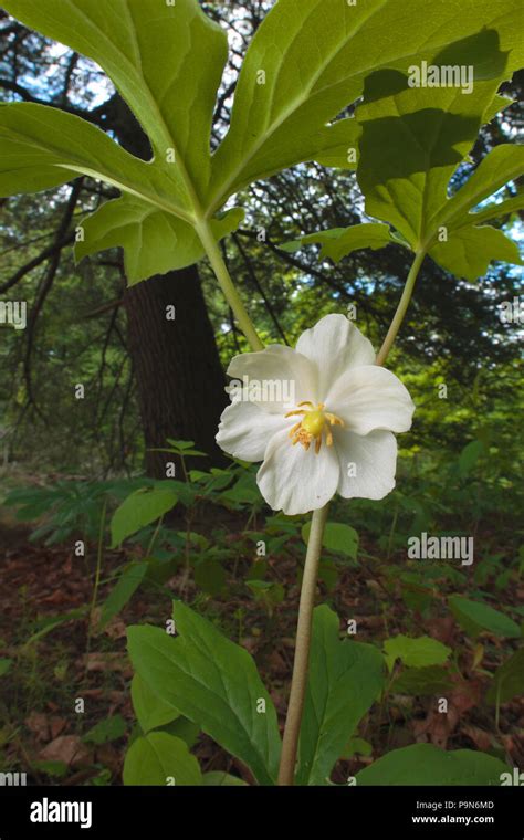 Mayapple podophyllum peltatum plantas fotografías e imágenes de alta