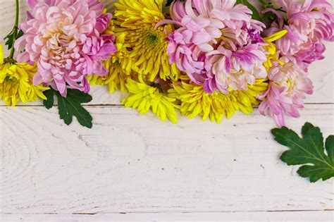 흰색 나무 배경에 아름다운 국화입니다 맨 위 보기 복사 공간 가을에 대한 스톡 사진 및 기타 이미지 가을 결혼식 계절
