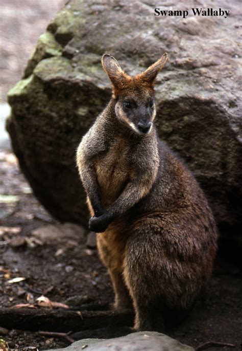 Swamp Wallaby The Australian Museum