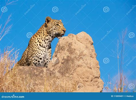 Leopard Sitting On The Rock In The Wild Stock Image Image Of Meat