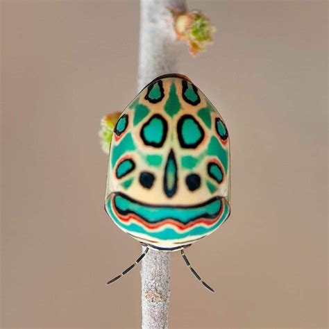 Inature The Crazy Looking And Beautiful Picasso Bug