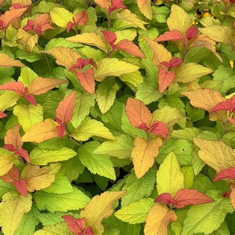 Candy Corn Spirea