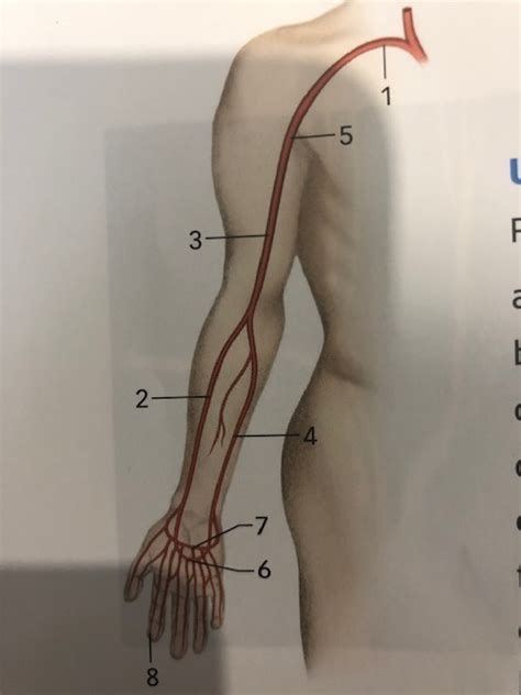 Upper Extremity Arteries Diagram Diagram Quizlet
