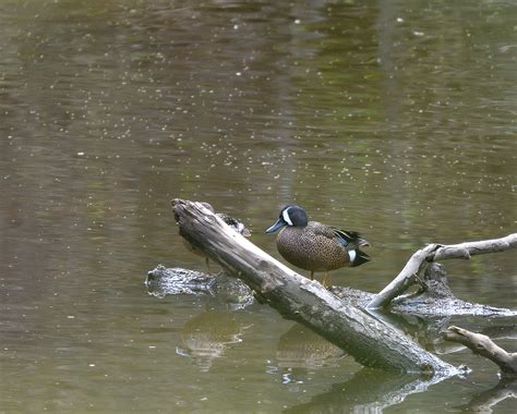 Ebird Checklist 4 Apr 2025 Conowingo Park 40 Species