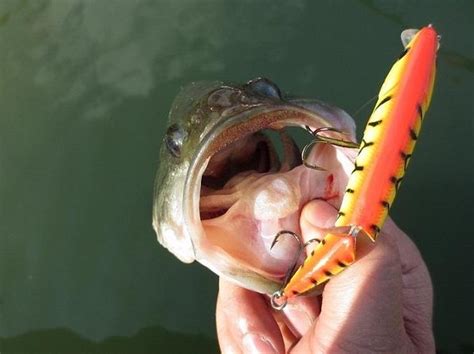 高原水库垂钓凶猛鱼，大口黑鲈