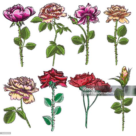 아름 다운 붉은 장미와 나뭇잎 줄기 세트 대 한 디자인 인사말 카드 및 초대장 결혼식 생일 발렌타인의 날 어머니의 날과 다른 휴일 꽃 꽃 부케 컬렉션 벡터입니다 0명에 대한