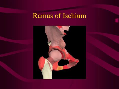 Ppt Bones Of The Pelvic Area Powerpoint Presentation Free Download