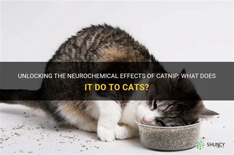 Unlocking The Neurochemical Effects Of Catnip What Does It Do To Cats ShunCy