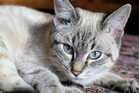 Liver Disease In Cats Why Does Your Cat Look Yellowish Traveling
