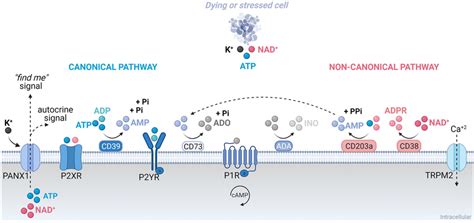 Purinergic Signaling Comprises The Canonical And Non Canonical