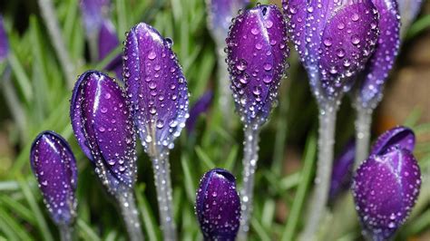 Обои для рабочего стола 1920х1080 высокого качества цветы