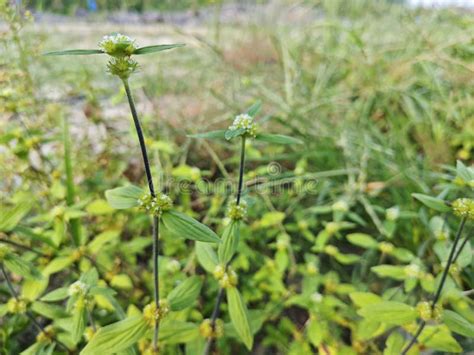 Mitracarpus Hirtus Wildflower Weed With Tiny Flower Plant Stock Image