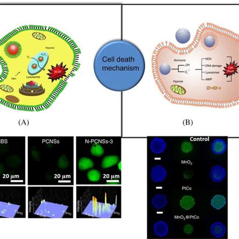 A Series Of Catalase Like Nanozymes And Their Structural Features A Download Scientific