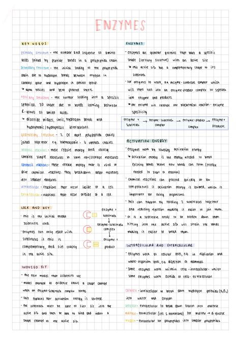 SOLUTION Enzymes Alevel Biology Studypool