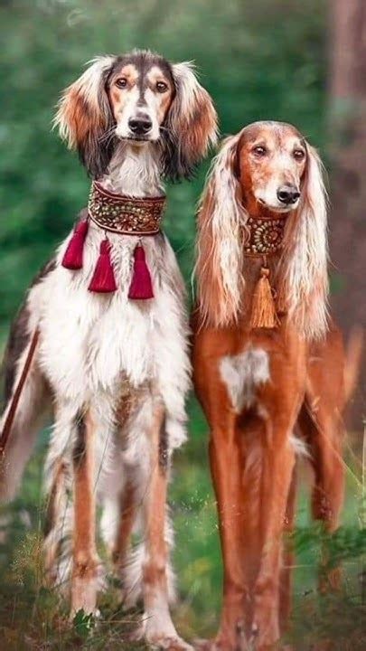 تنها سگی که نجس نیست؟ سگ دانستنی Shorts Youtube