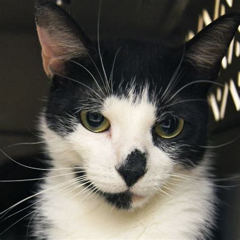 Adopted Mairead Is A 1 Year And 3 Month Old Spayed Female Black And