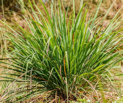 Creating A Pest Free Garden With Citronella Grass Calendulas Garden