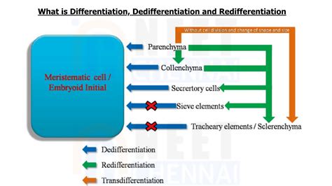 What Is Differentiation Dedifferentiation And Redifferentiation Neet