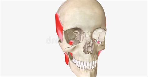 Medial Pterygoid Muscles Stock Illustrations 12 Medial Pterygoid