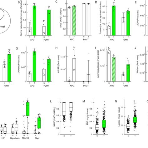 In Vivo Validation In Cancer Models A Schematic Representation Of The