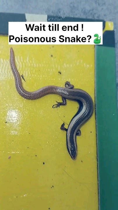 Skink Lizard Look Like Snake 🐍🦎shorts Youtubeshorts Lizard Snake
