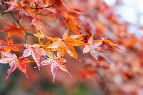 【霜月の有名俳句 20選】季語の意味や由来とは？旧暦11月しもづきを詠んだ俳句集を紹介 俳句の教科書｜俳句の作り方・有名俳句の解説サイト
