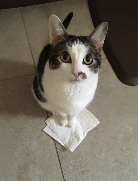 Tiny Trap Worked Rthecattrapisworking