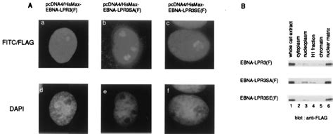 Subcellular Localization Of Ebna Lp Mutants A Cos 7 Cells Were
