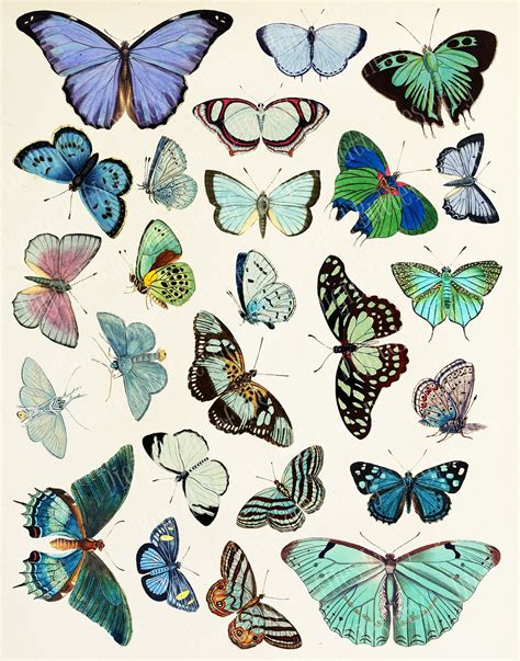 Printable Blue Butterflies Wall Art Colorful Butterfly Collage Original Design Poster You