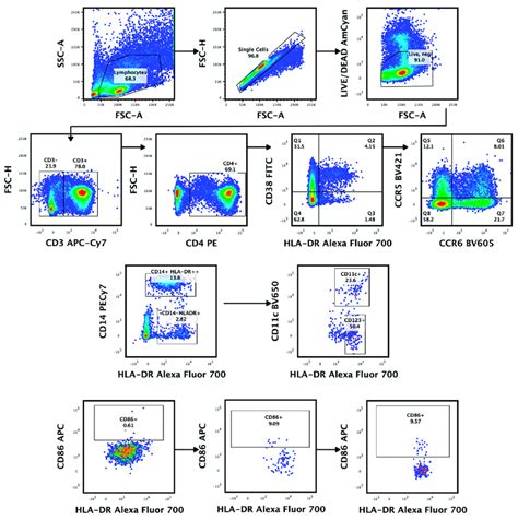 Identification Of Cervical T And Monocyte Dendritic Cell Subsets From