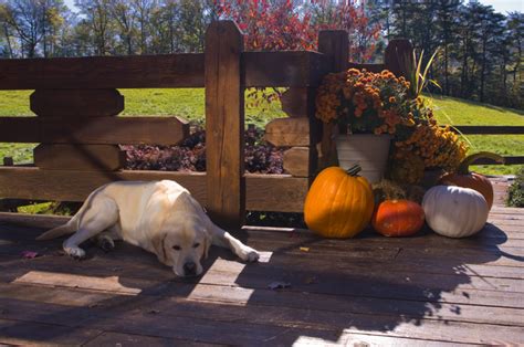 Lazy Fall Day Shutterbug