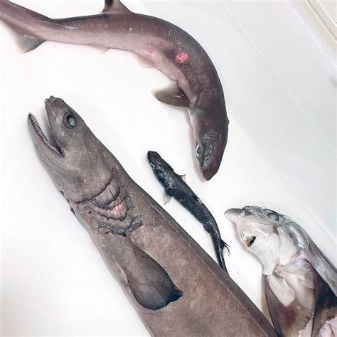 深海魚ブランドlavcam On Twitter 🦈🦈🦈 Tlをサメまみれにしよう